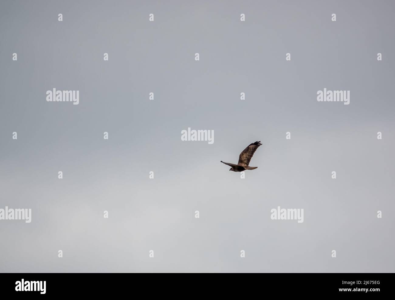 Buzzard gliding hi-res stock photography and images - Alamy