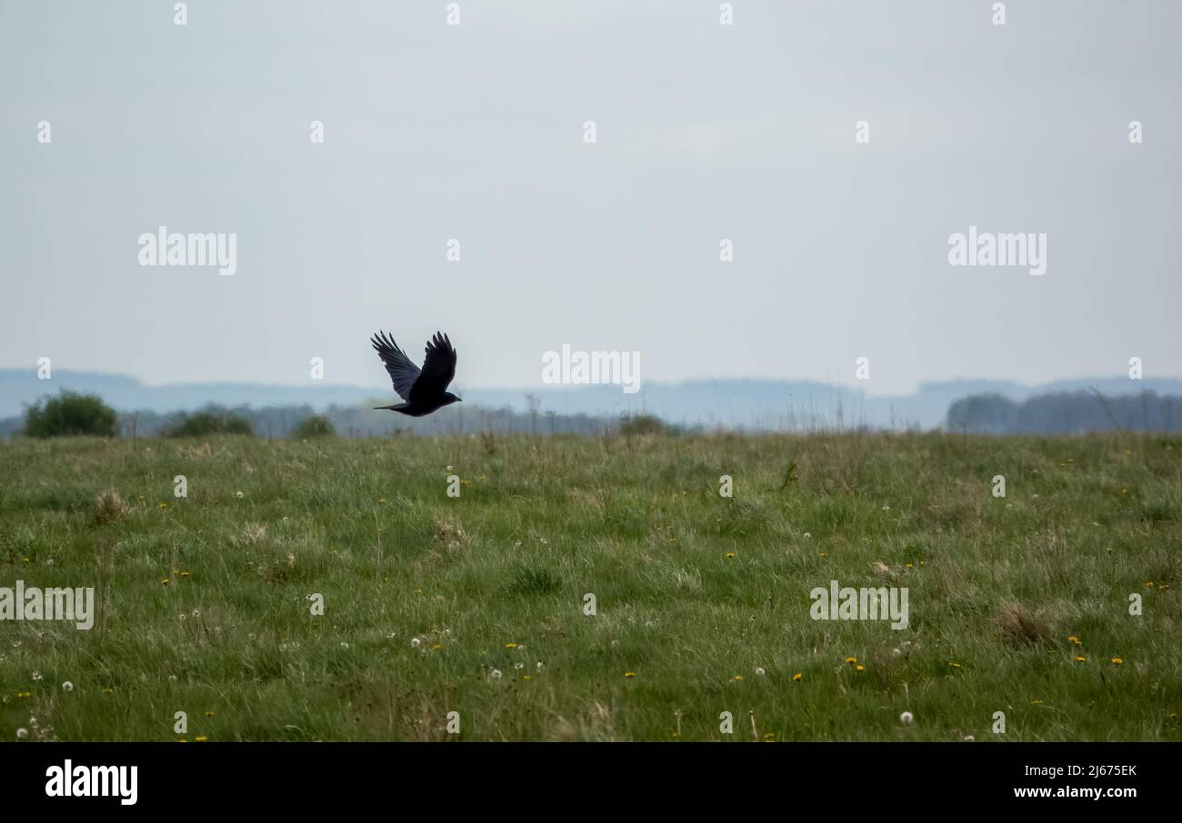 common raven (Corvus Corax) in flight low over a green grass meadow ...