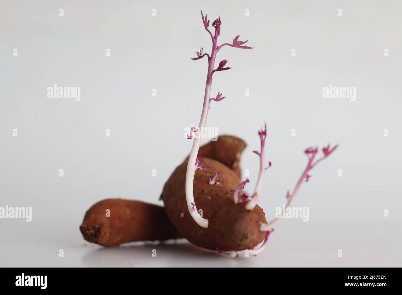 Sprouted sweet potato. The sweet potato or sweetpotato is a ...