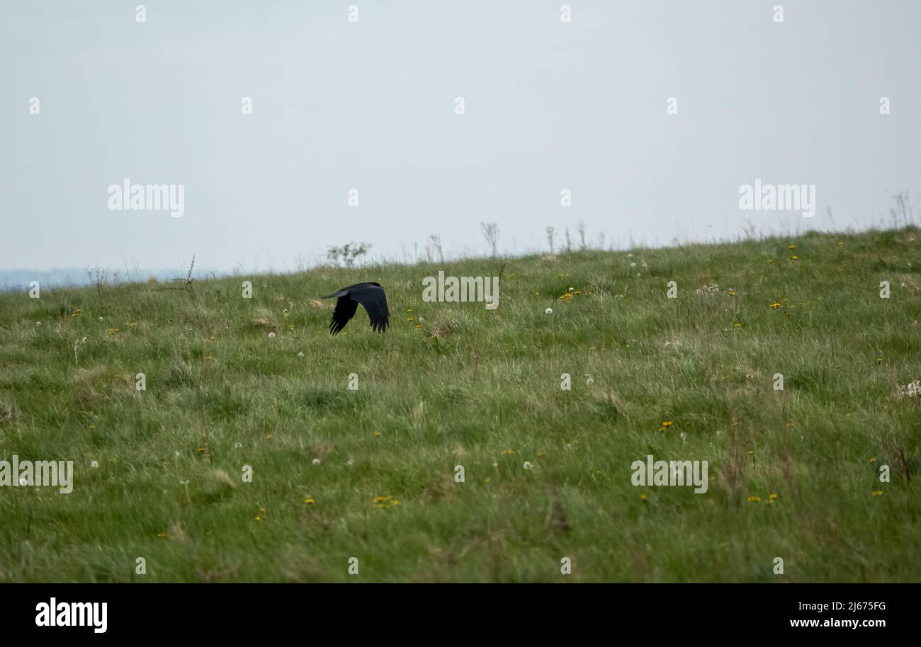 common raven (Corvus Corax) in flight low over a green grass meadow ...