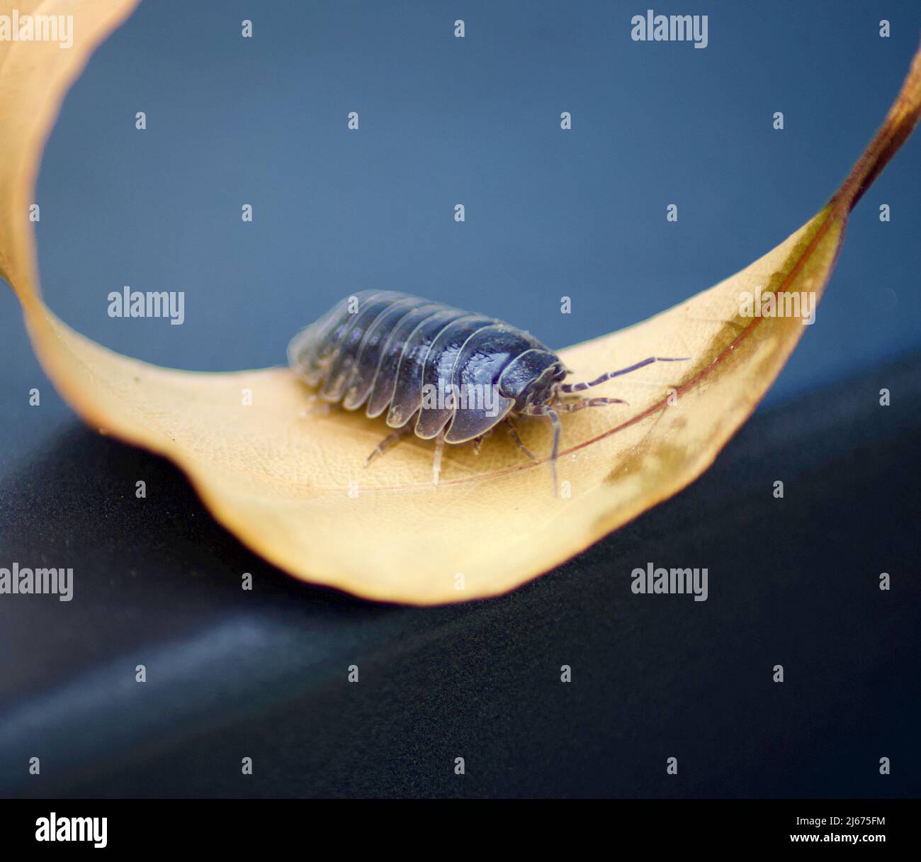 Woodlouse isolated on dark background (macro Stock Photo - Alamy