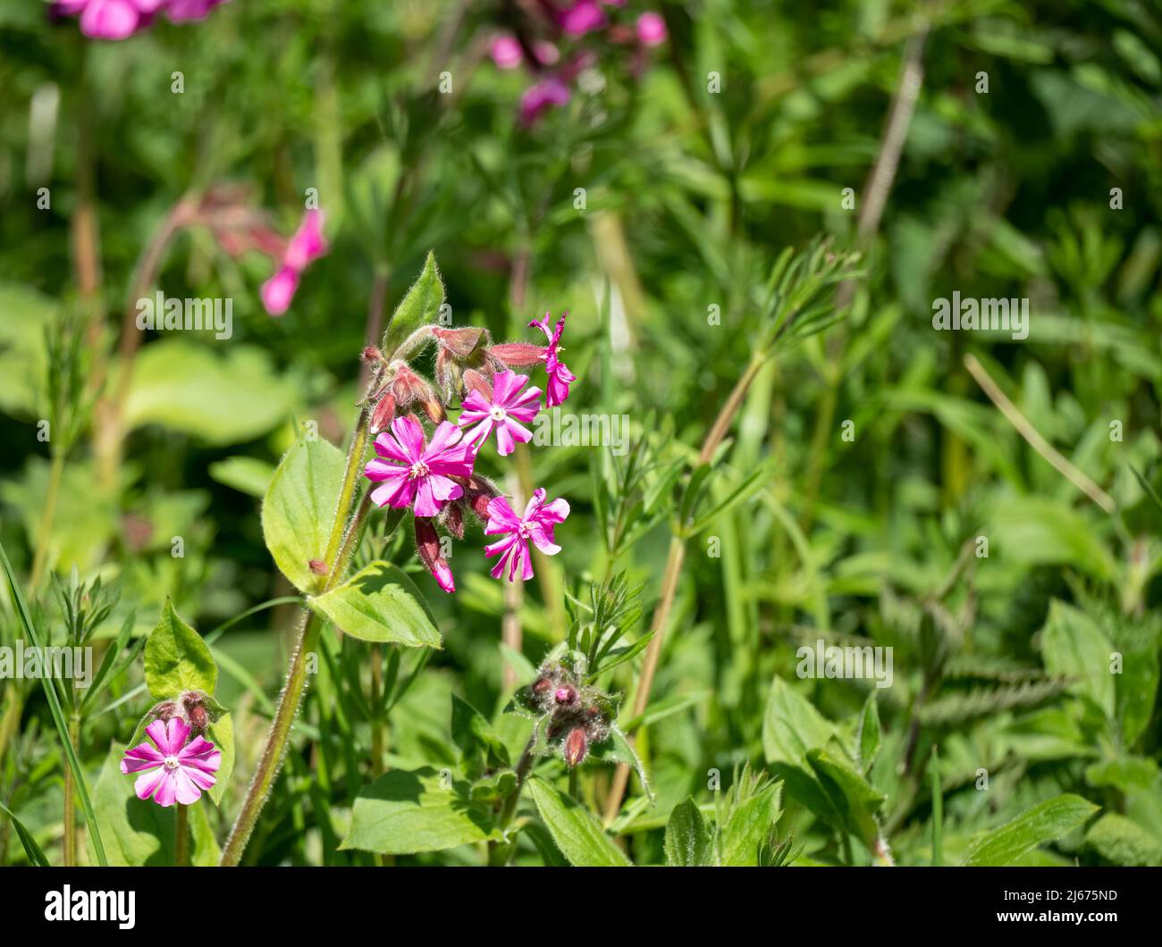 wild Red Campion (Silene dioica) in late spring bloom Stock Photo - Alamy