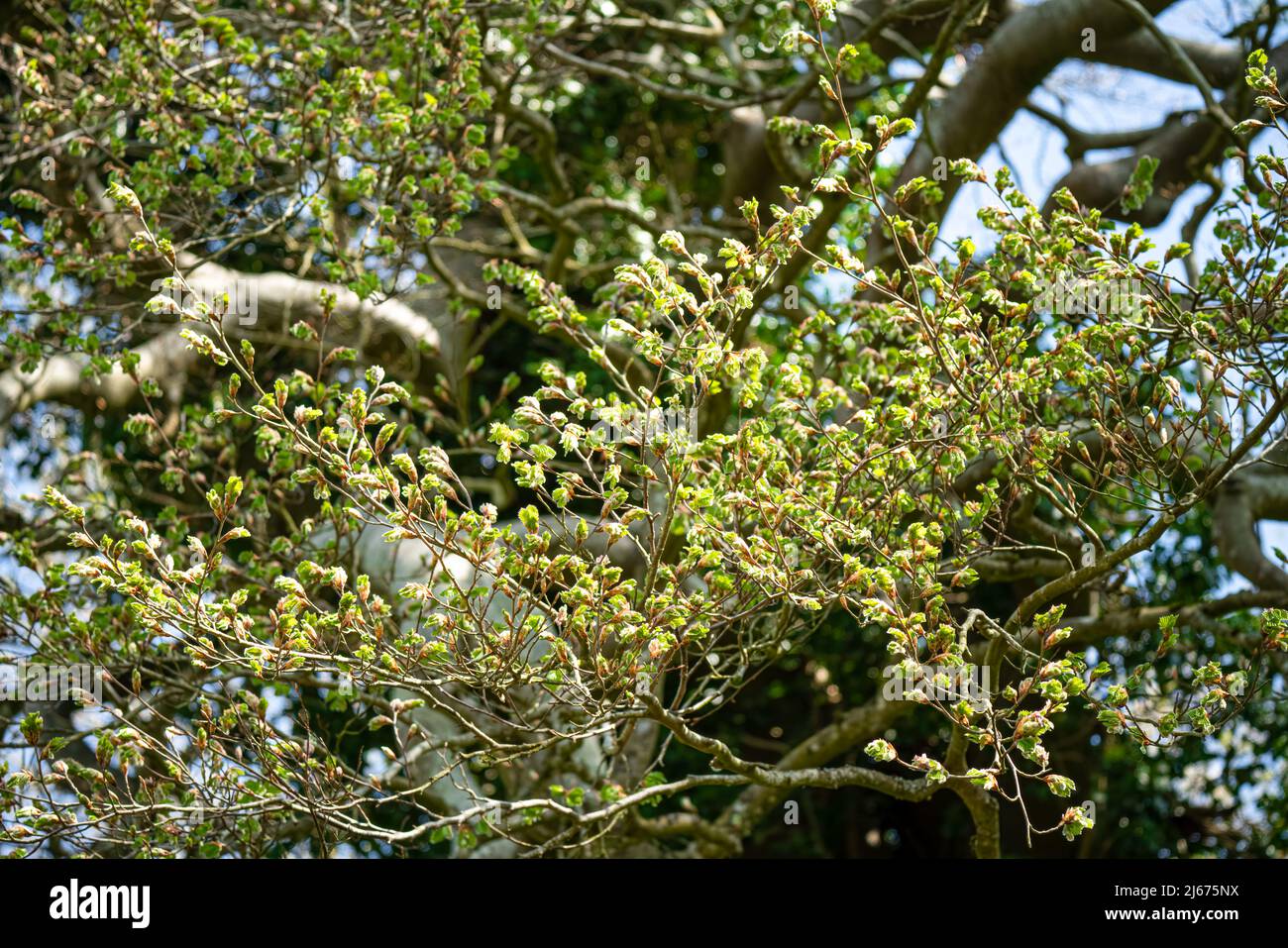 looking in through twisted and gnarled branches of a curly oak tree ...