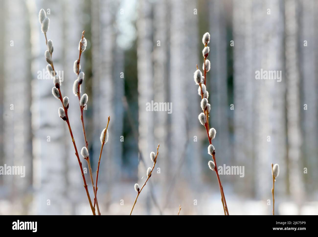 Blooming catkin hi-res stock photography and images - Alamy