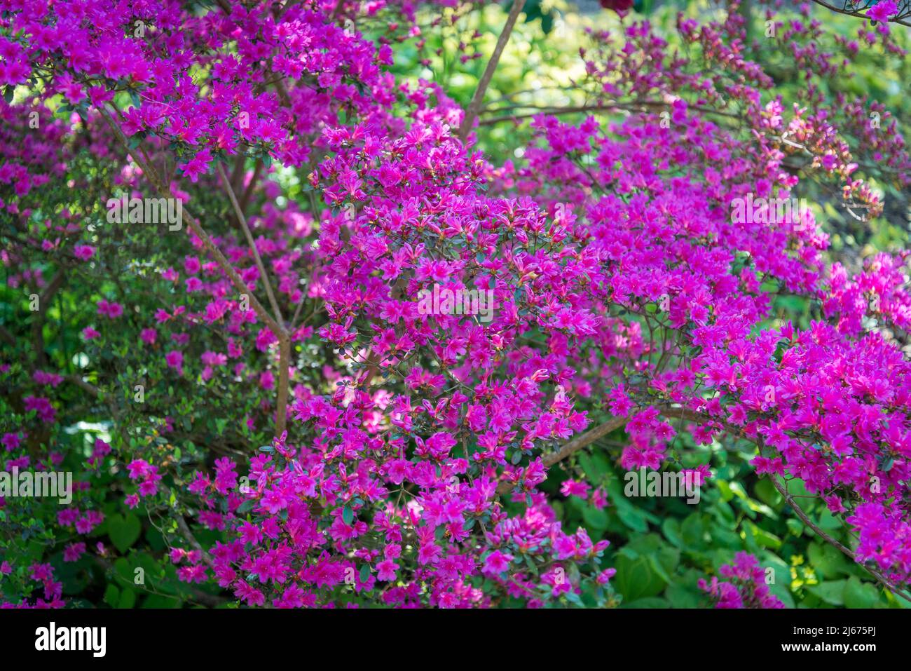 Rhododendron (Obtusum Group) 'Amoenum' Stock Photo - Alamy
