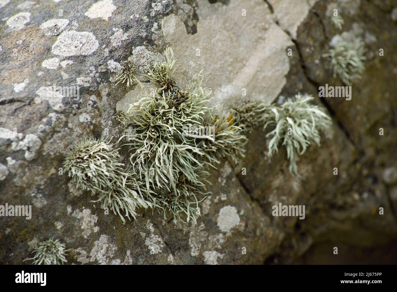 Sea Ivory on coastal rock Stock Photo - Alamy
