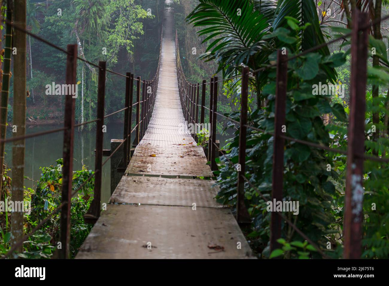 Suspension bridge in jungle, Sri Lanka Stock Photo - Alamy