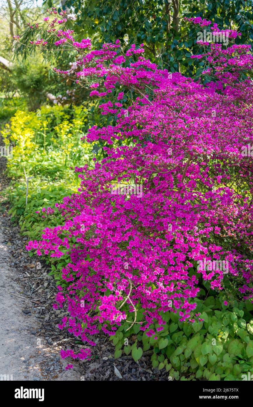 Rhododendron (Obtusum Group) 'Amoenum' Stock Photo - Alamy