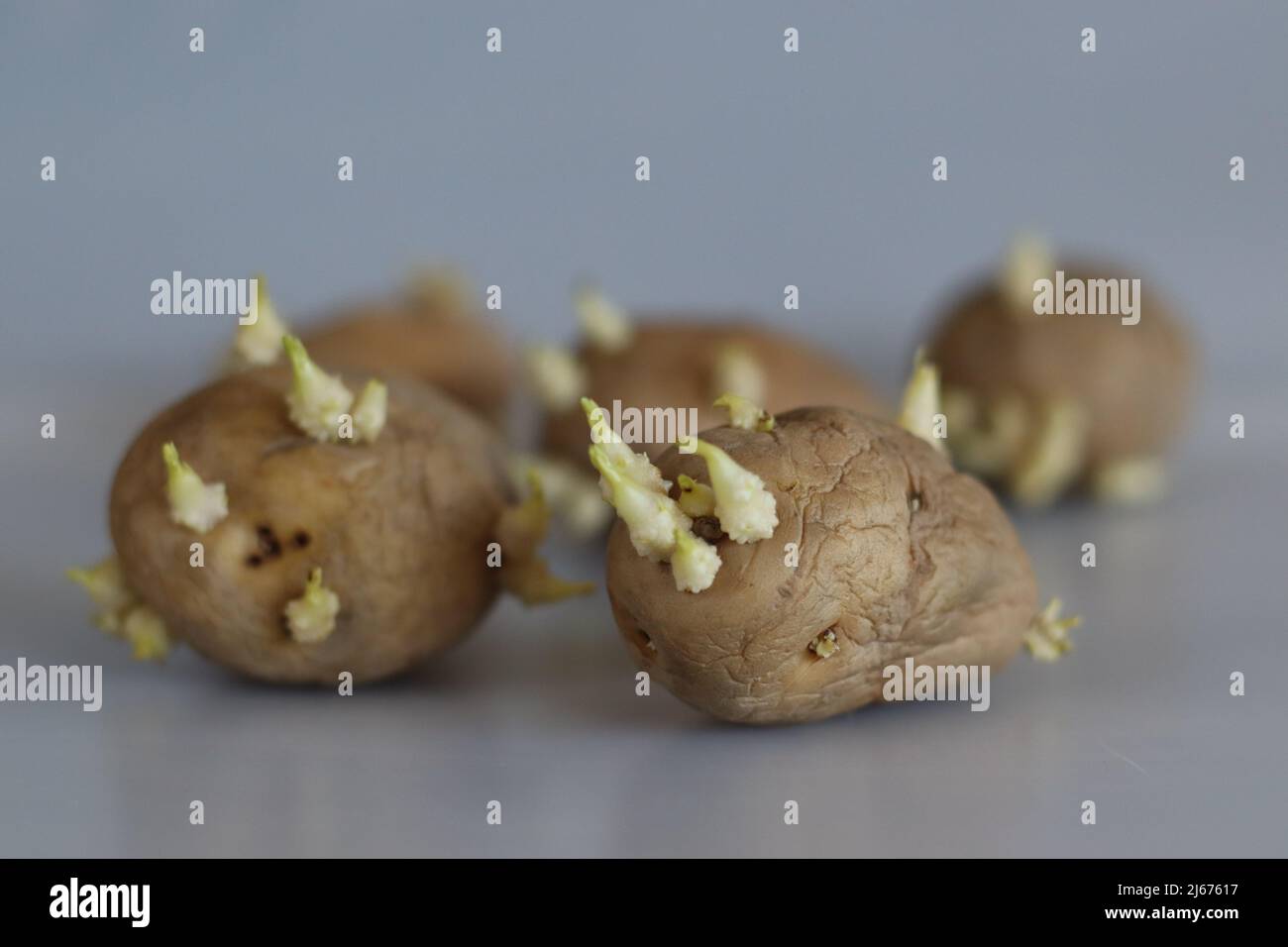 Potato eyes hi-res stock photography and images - Alamy
