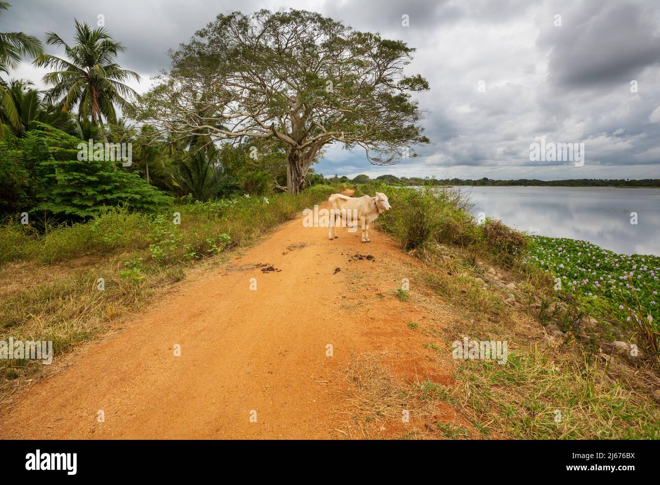 Cow on rural road in Sri Lanka Stock Photo - Alamy