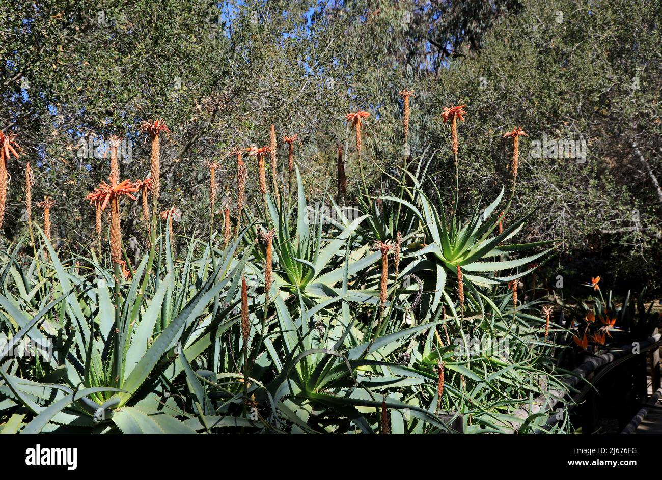 Desert garden ranch hi-res stock photography and images - Alamy