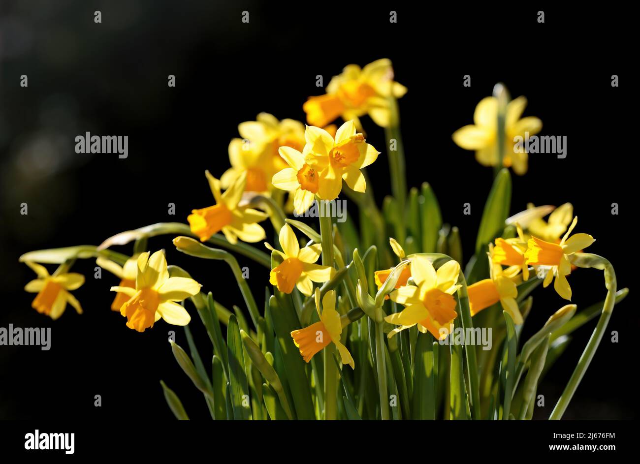 Backlight yellow flowers hi-res stock photography and images - Alamy