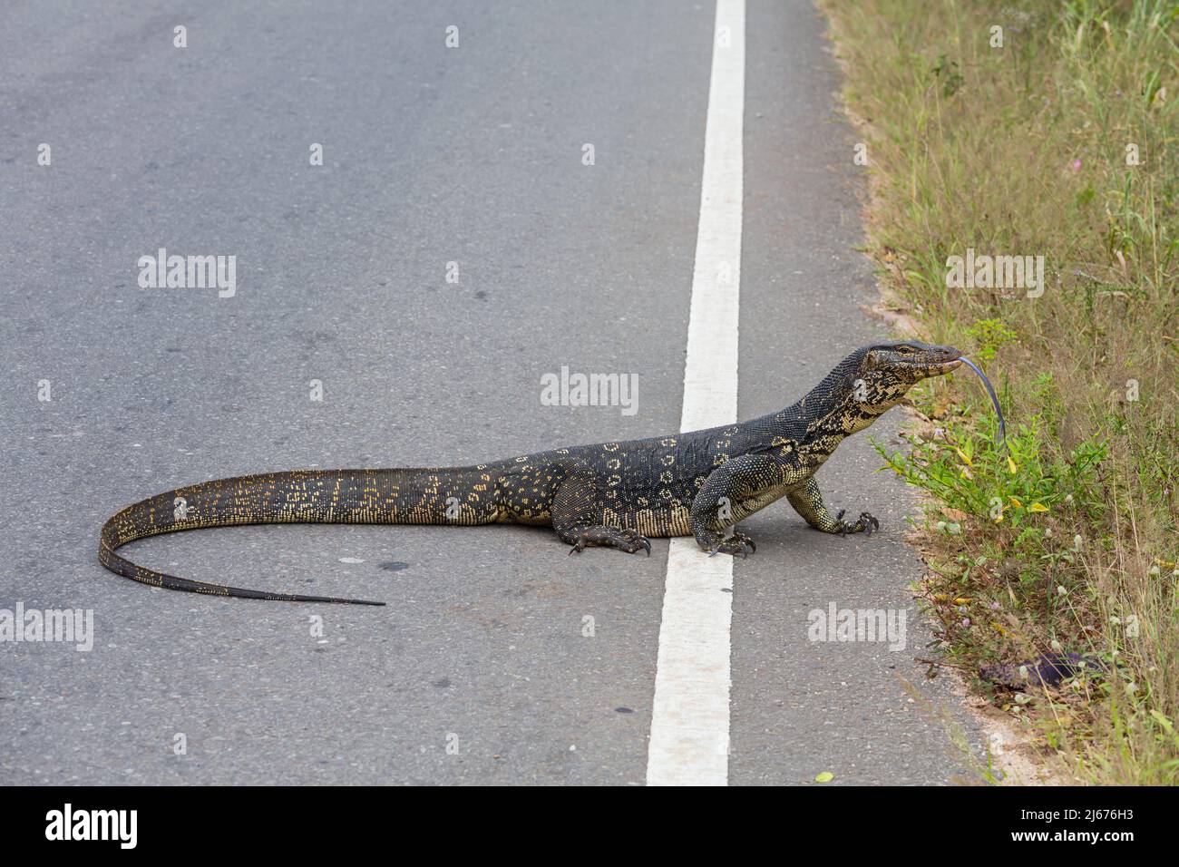 Wild varan in the road on Sri Lanka Stock Photo - Alamy
