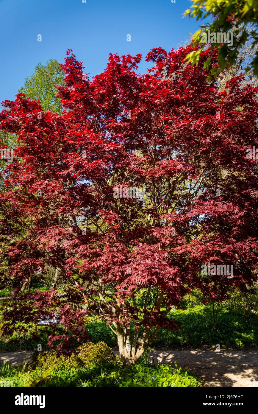 Acer palmatum 'Burgundy Lace', Japanese maple tree Stock Photo - Alamy