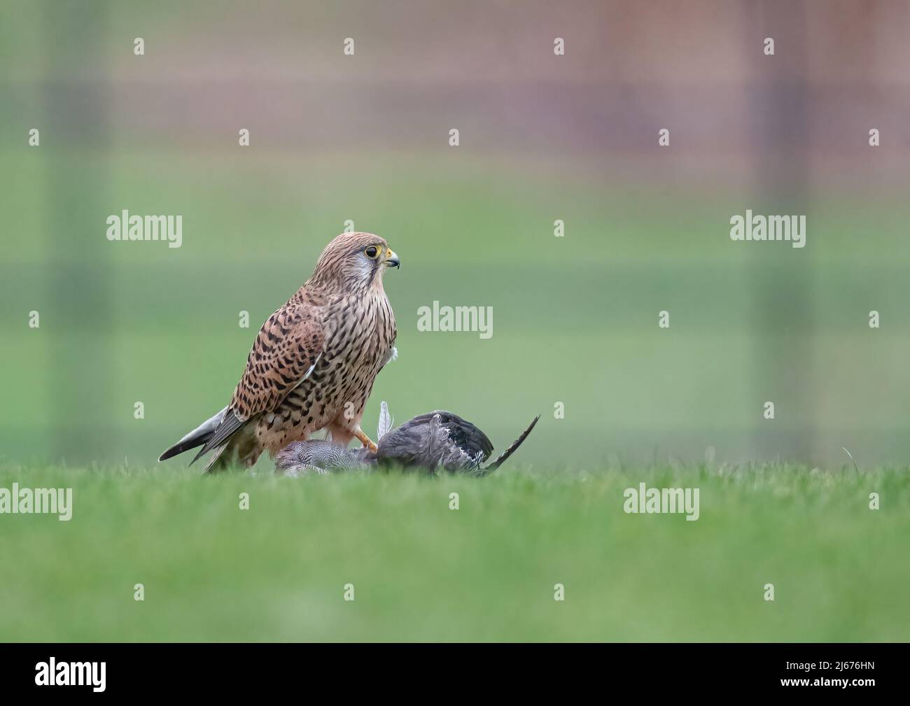Female kestrel plumage hi-res stock photography and images - Alamy