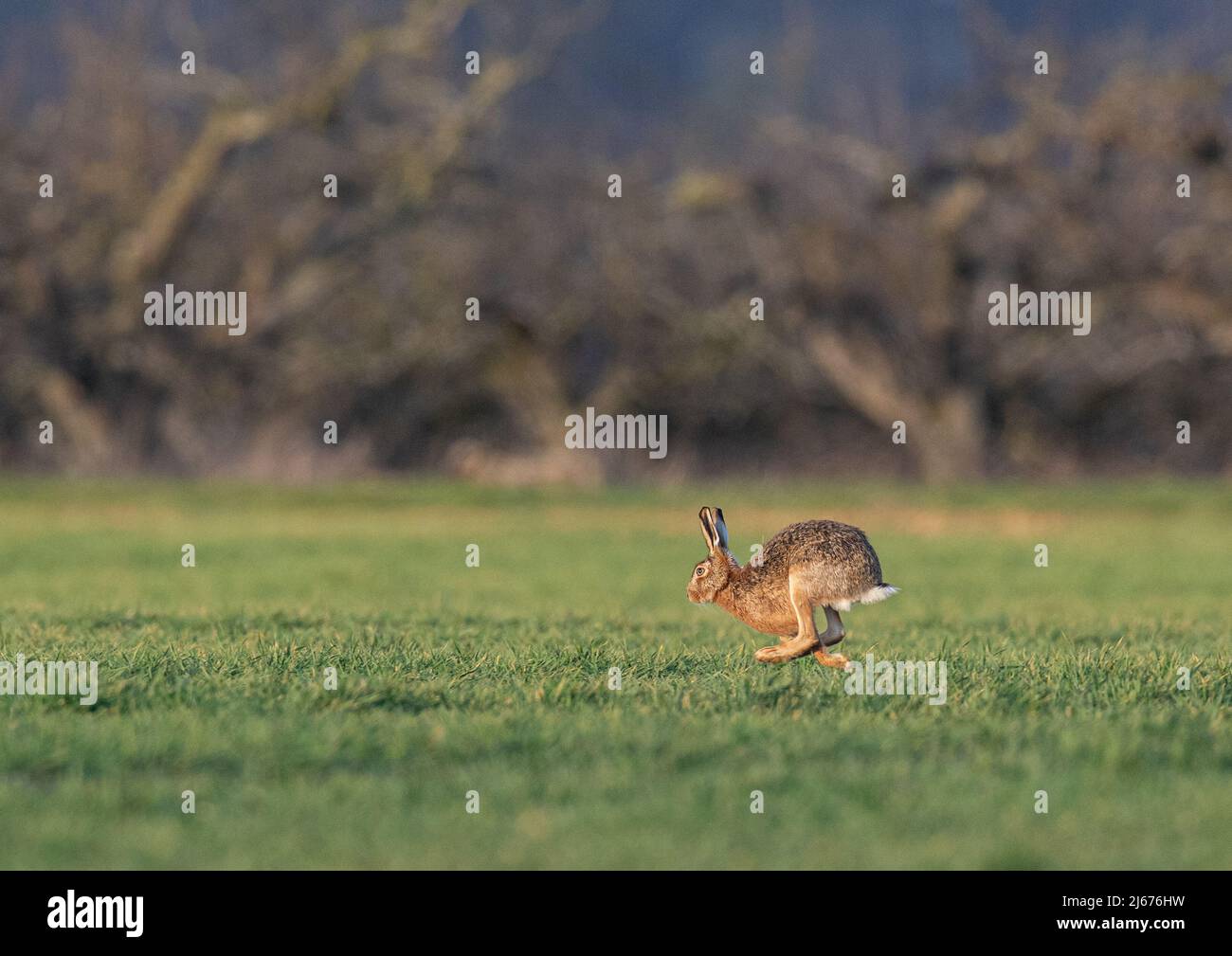 An atmosperic shot of a Brown Hare , coiled up , sprinting across the ...