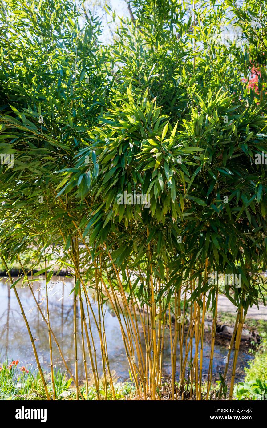 Phyllostachys aureosulcata f. spectabilis bamboo Stock Photo - Alamy