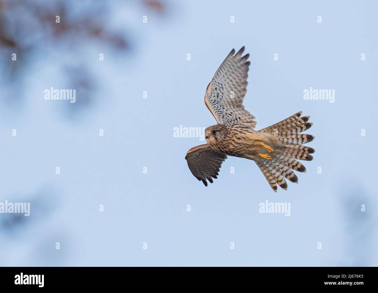 Kestrel underside hi-res stock photography and images - Alamy