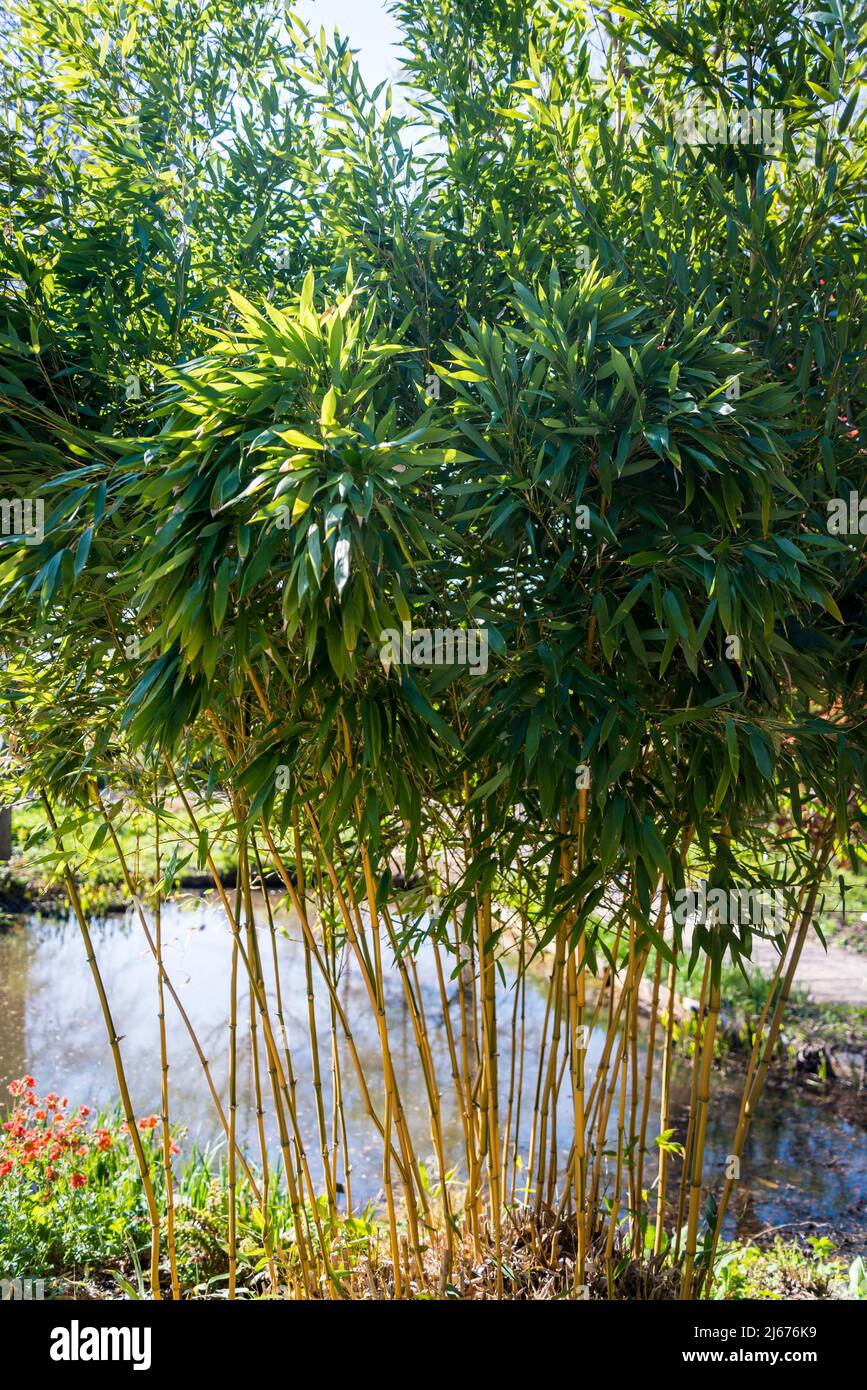 Phyllostachys aureosulcata f. spectabilis bamboo Stock Photo - Alamy
