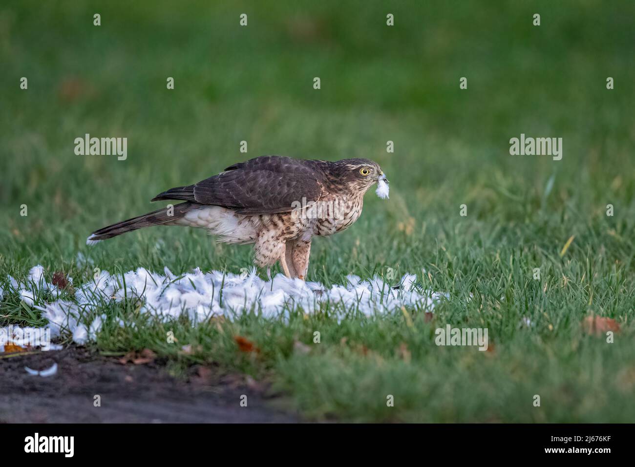 Pigeon natural predator hi-res stock photography and images - Alamy