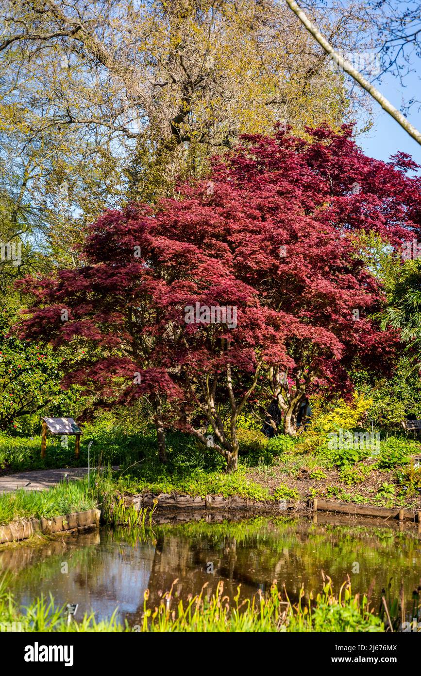Acer palmatum 'Burgundy Lace', Japanese maple tree Stock Photo - Alamy