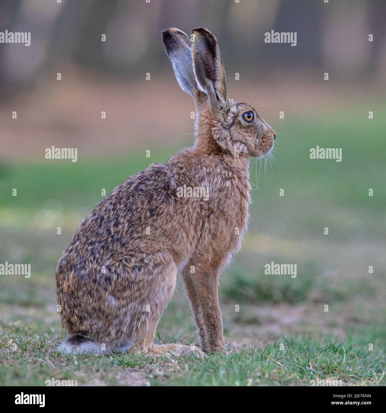 A big strong Brown Hare with mottled brown fur, sitting upright in a ...