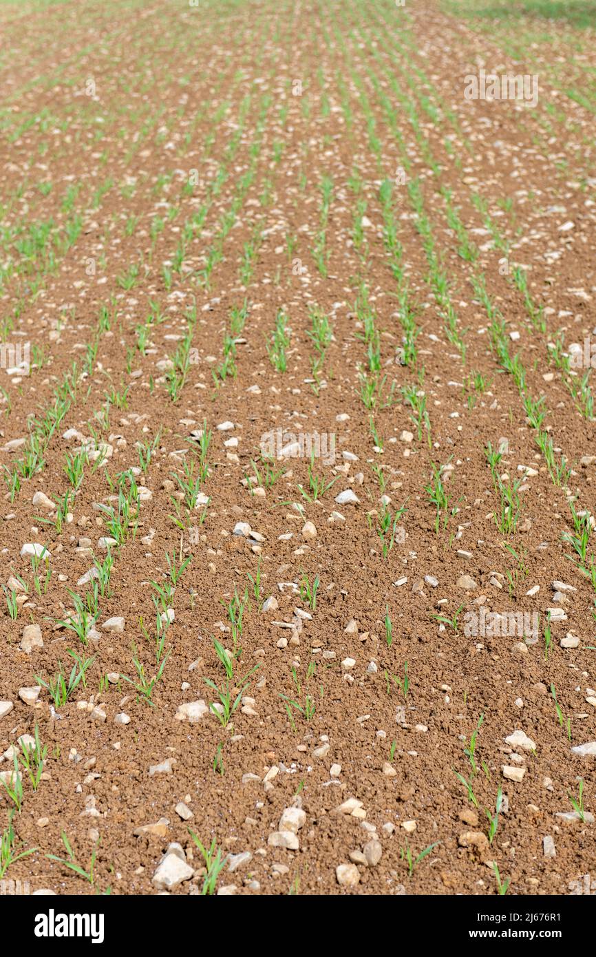 Spring barley at post emergence (hordeum vulgare) growing in a field ...