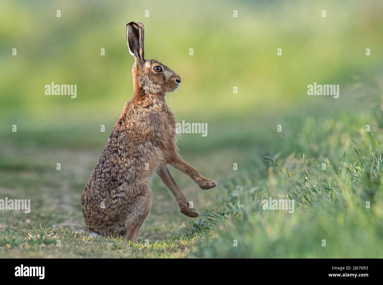 A big healthy Brown Hare, standing tall, up on his hind legs on the ...