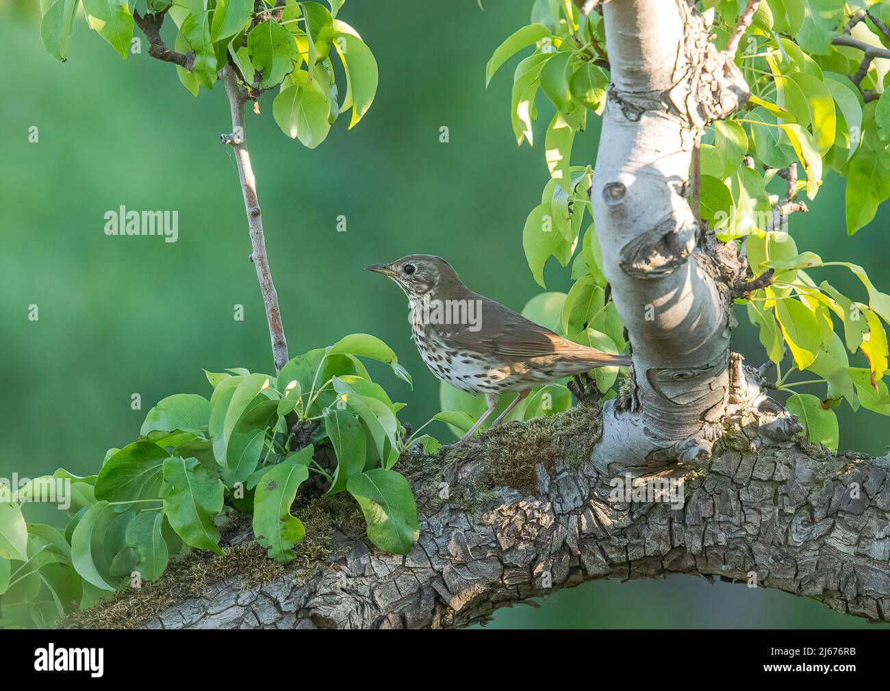 Song thrush in tree hi-res stock photography and images - Alamy