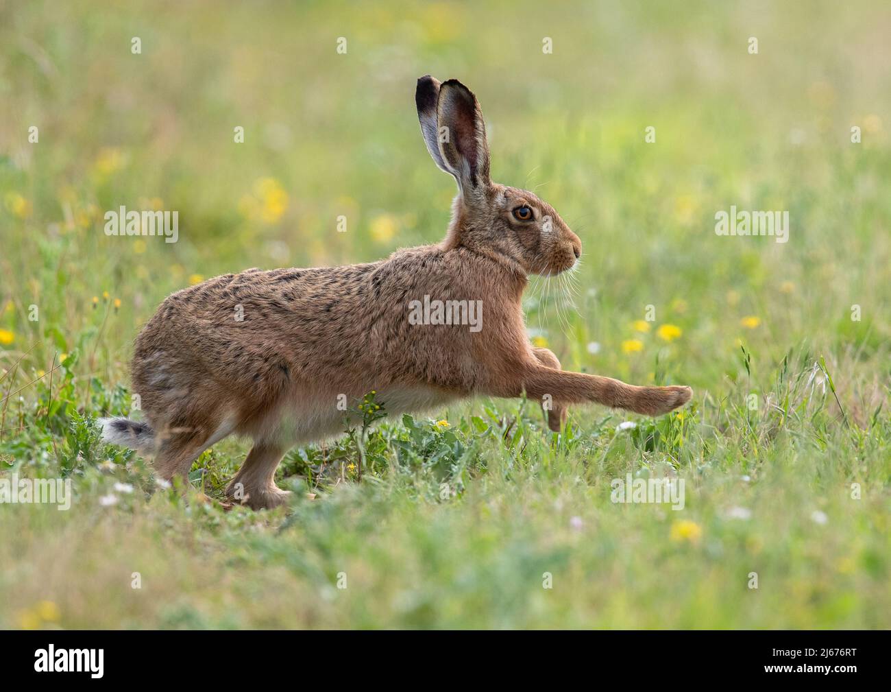 A wild Brown Hare stretching out his paws in the wildflower meadows. Suffolk, UK Stock Photo - Alamy