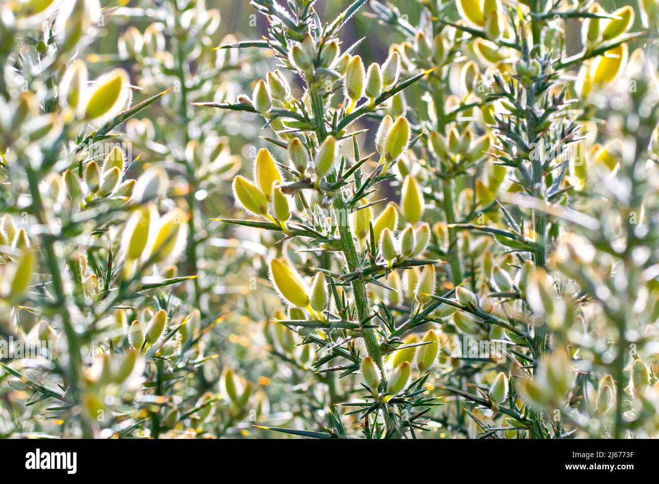 Gorse (ulex europaeus), also known as Furze or Whin, back lit close up ...