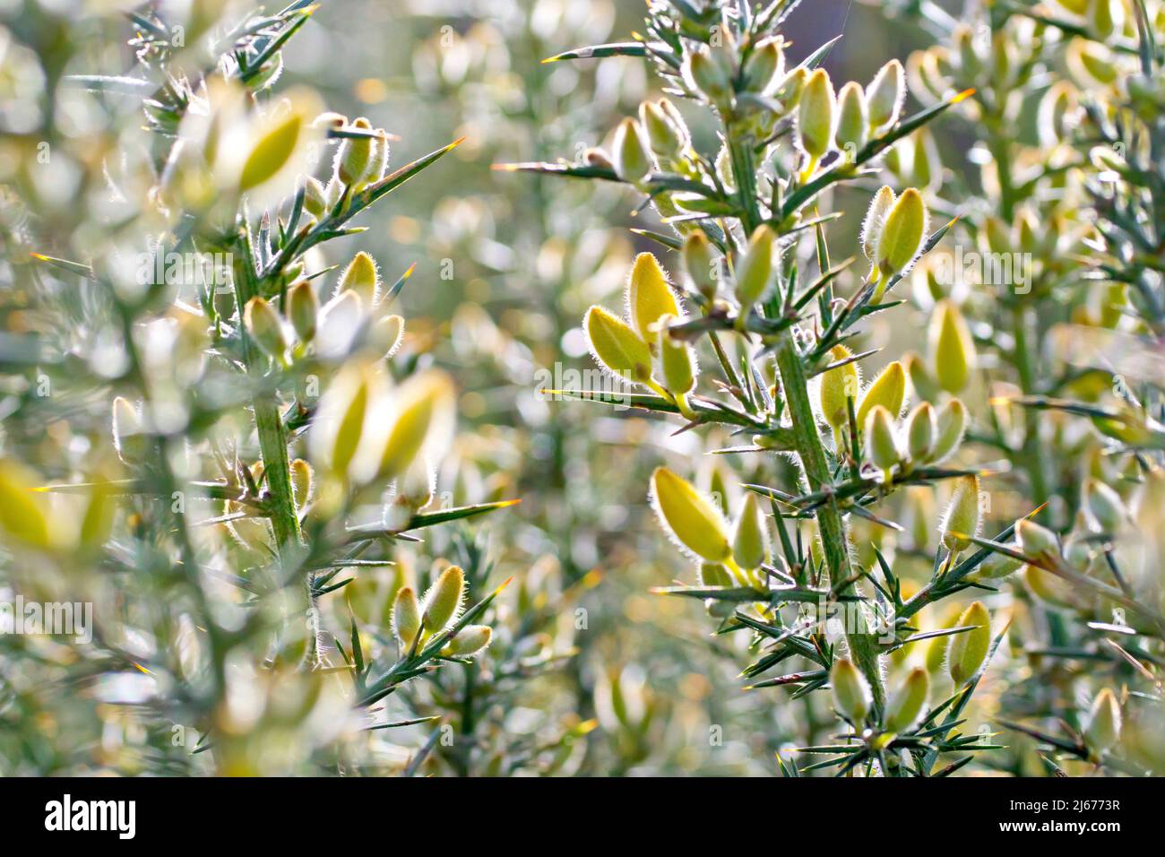 Gorse (ulex europaeus), also known as Furze or Whin, back lit close up ...