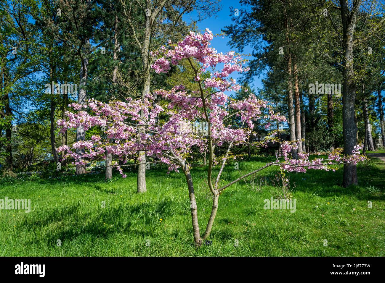 Flowering cherry tree, Prunus 'Pink Ballerina' Stock Photo - Alamy