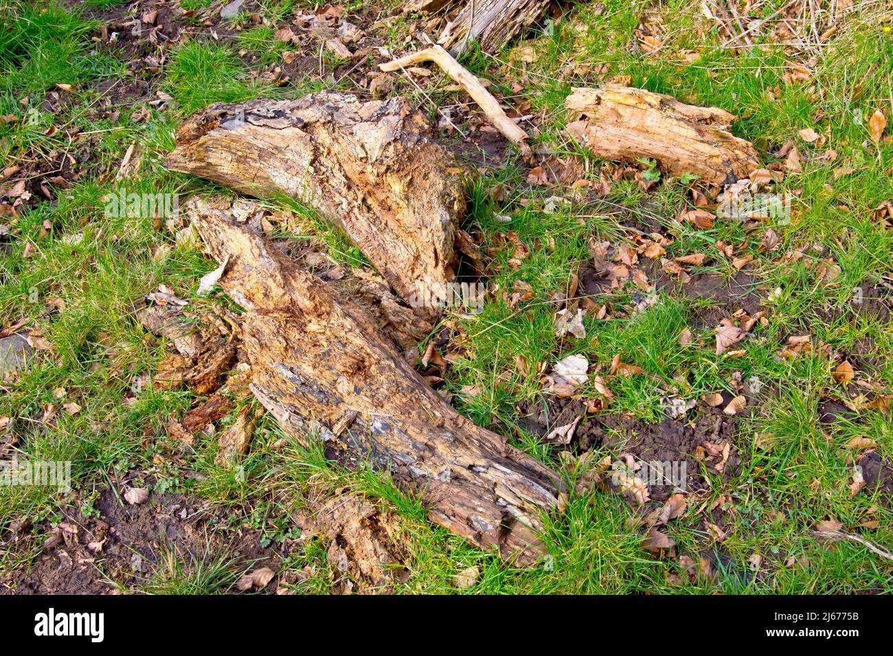 Rotting tree log hi-res stock photography and images - Alamy