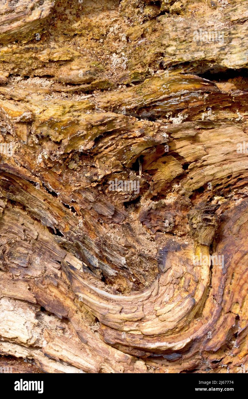 Close up detail of the internal structure of a log as the wood slowly ...