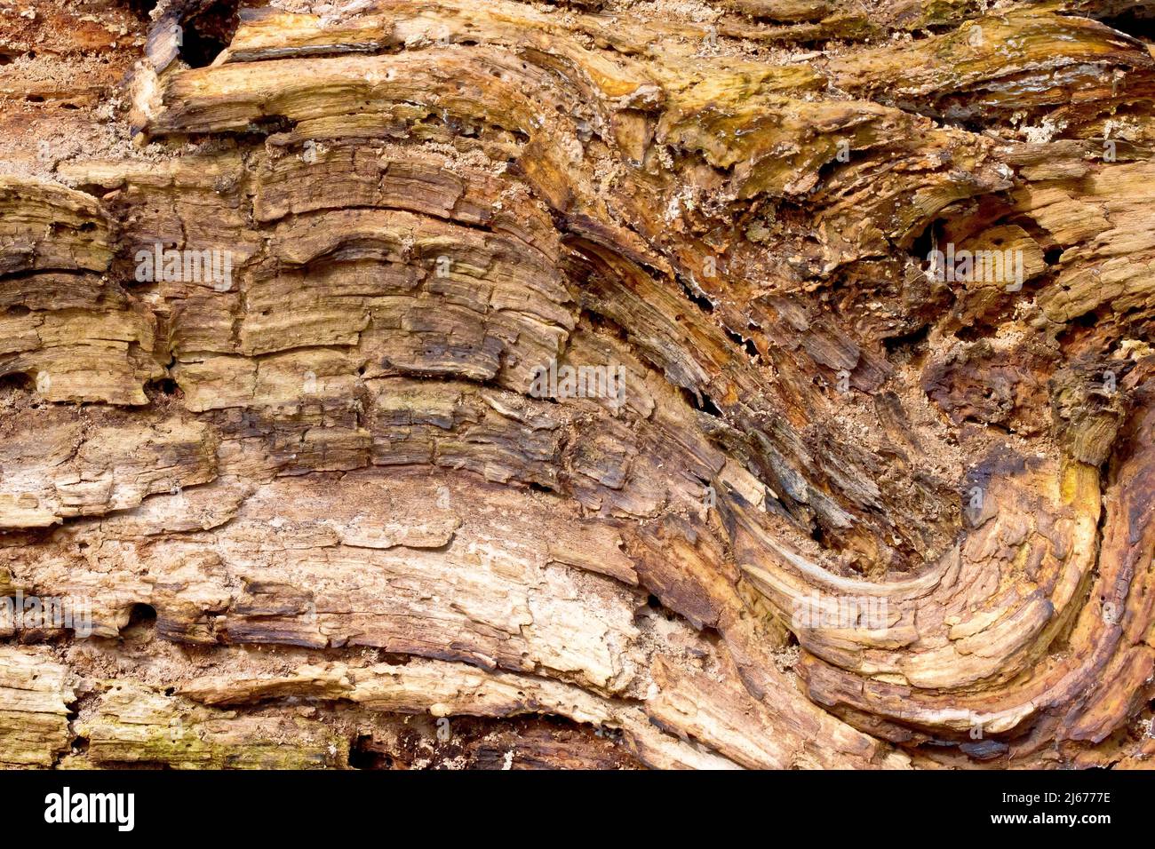 Close up detail of the internal structure of a log as the wood slowly ...