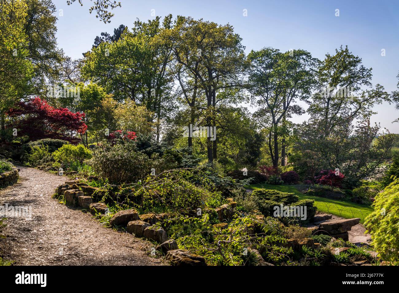 Rock garden with azalea flowers in blossom at Wisley Garden in Spring ...