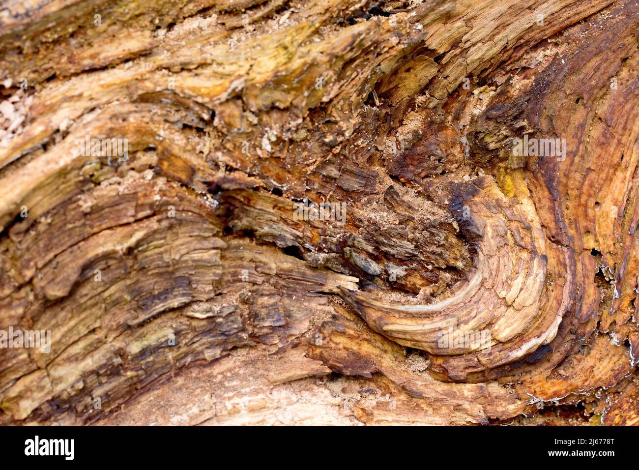 Close up detail of the internal structure of a log as the wood slowly ...