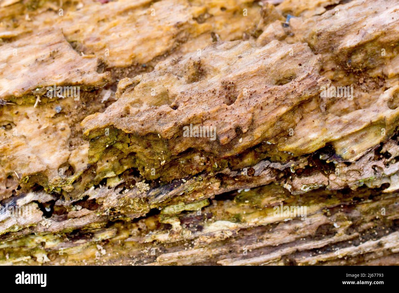Close up detail of the exposed structure of a log as the wood slowly ...