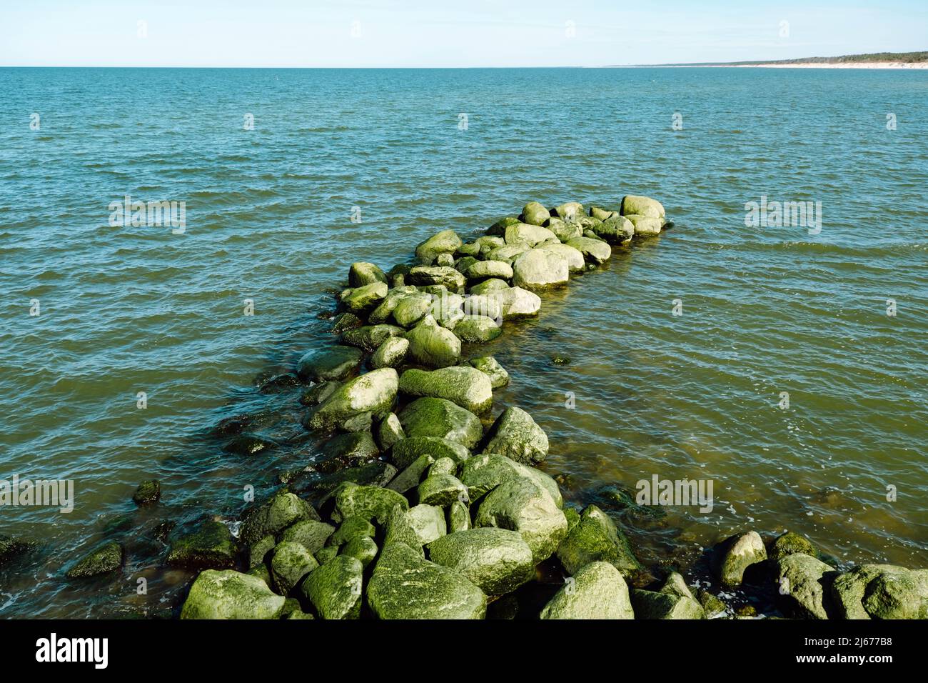 Green algae covered boulder at sea coast beach. Sea algae or Green moss ...