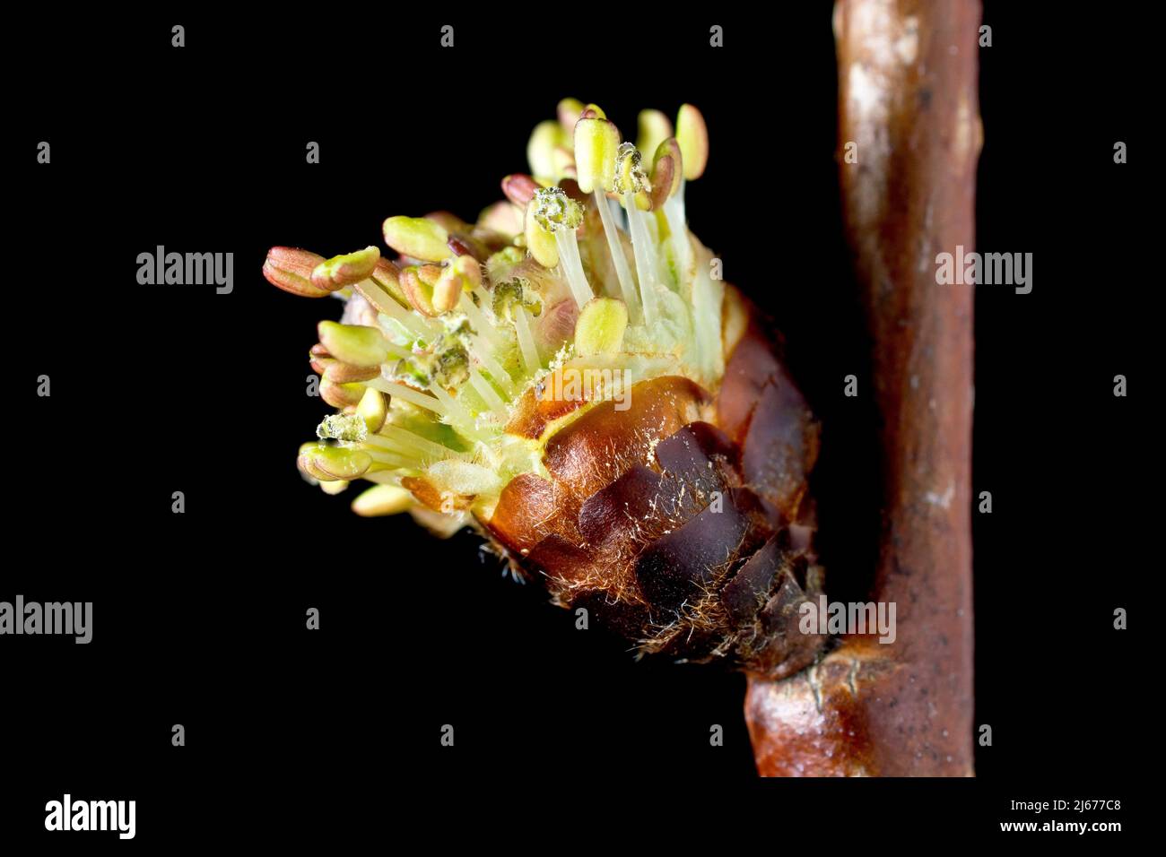 Elm tree flower hi-res stock photography and images - Alamy