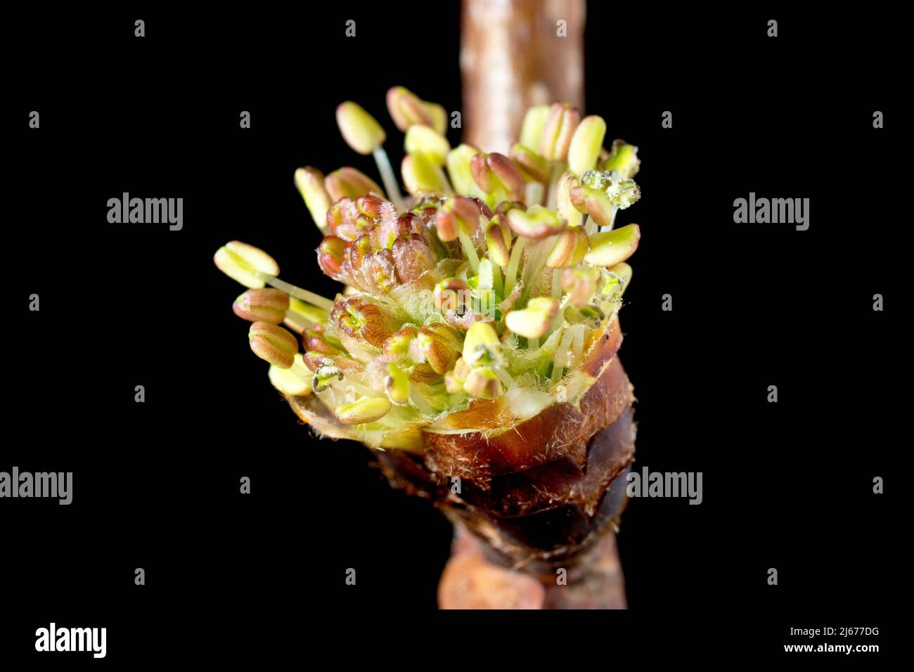 Elm tree flower hi-res stock photography and images - Alamy