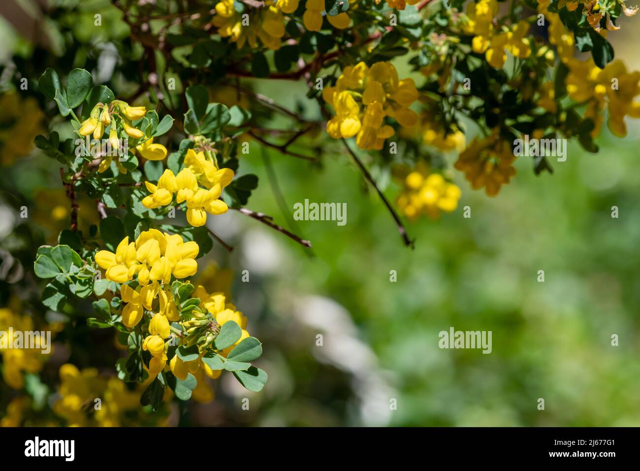 Close up of sweet broom (genista stenopetala) flowers in bloom Stock ...