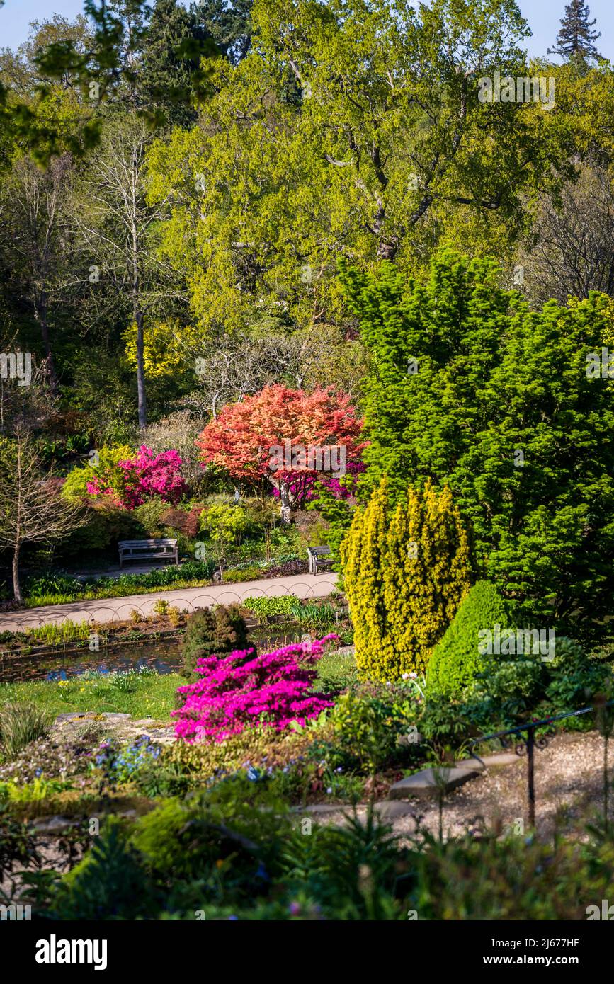 Rock garden with azalea flowers in blossom at Wisley Garden in Spring ...