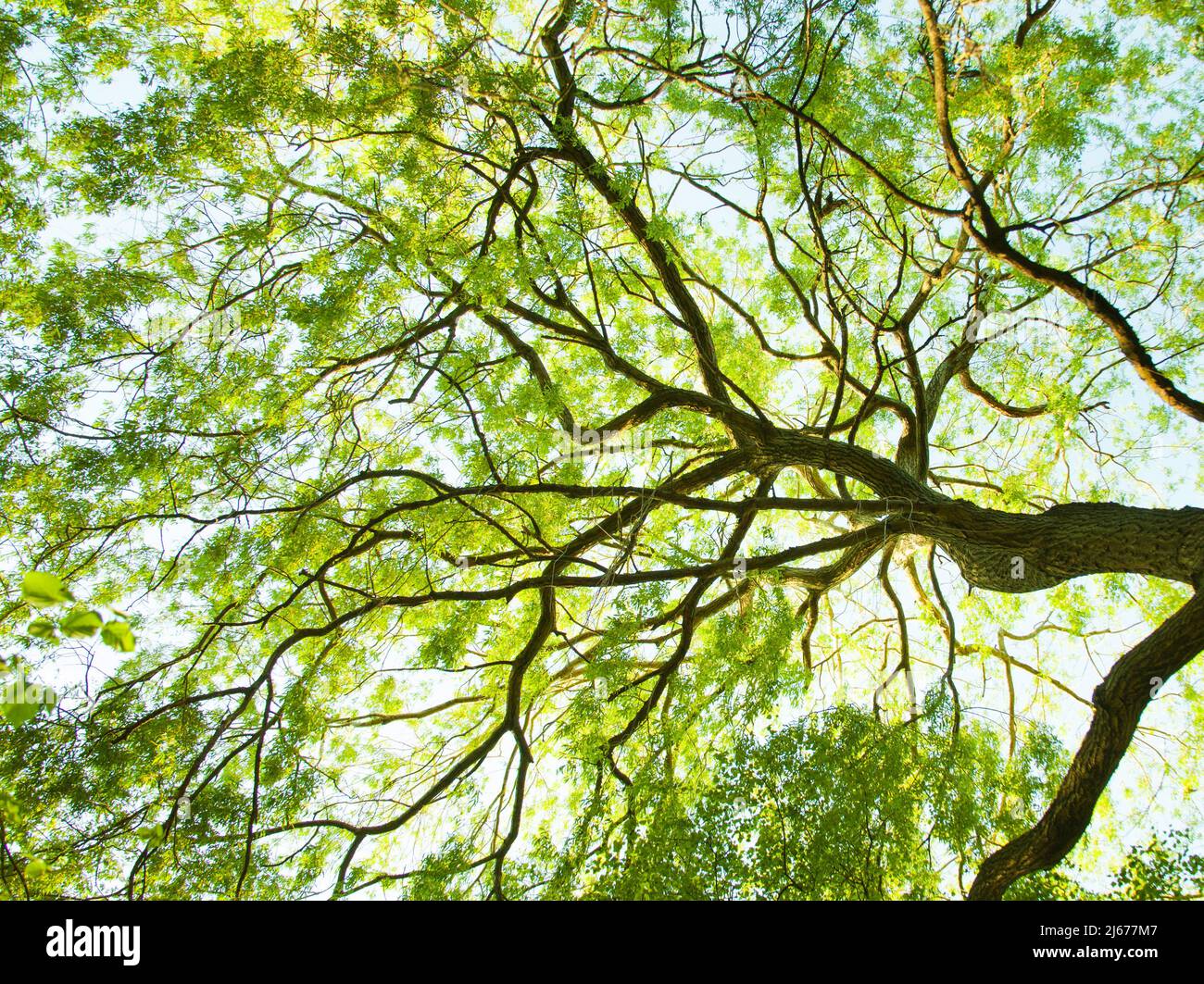 A tree top taken from the ground directly underneath Stock Photo - Alamy