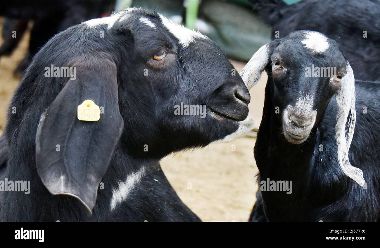 Lichteneichen hi-res stock photography and images - Alamy