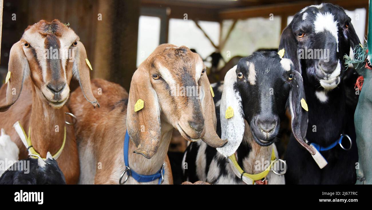 Spoiled milk hi-res stock photography and images - Alamy