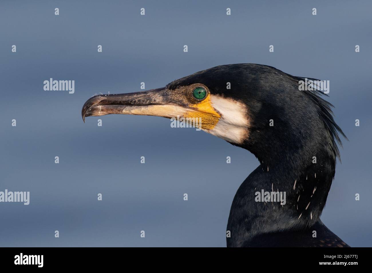 Portrait of Great Cormorant with Copy Space Stock Photo - Alamy