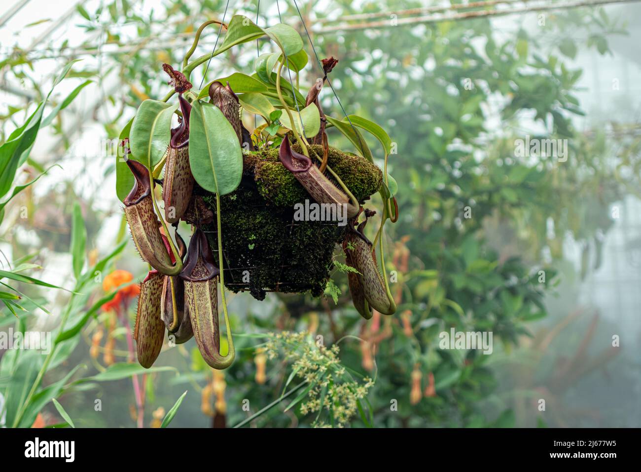 Green leaf plant conservatory hi-res stock photography and images - Alamy