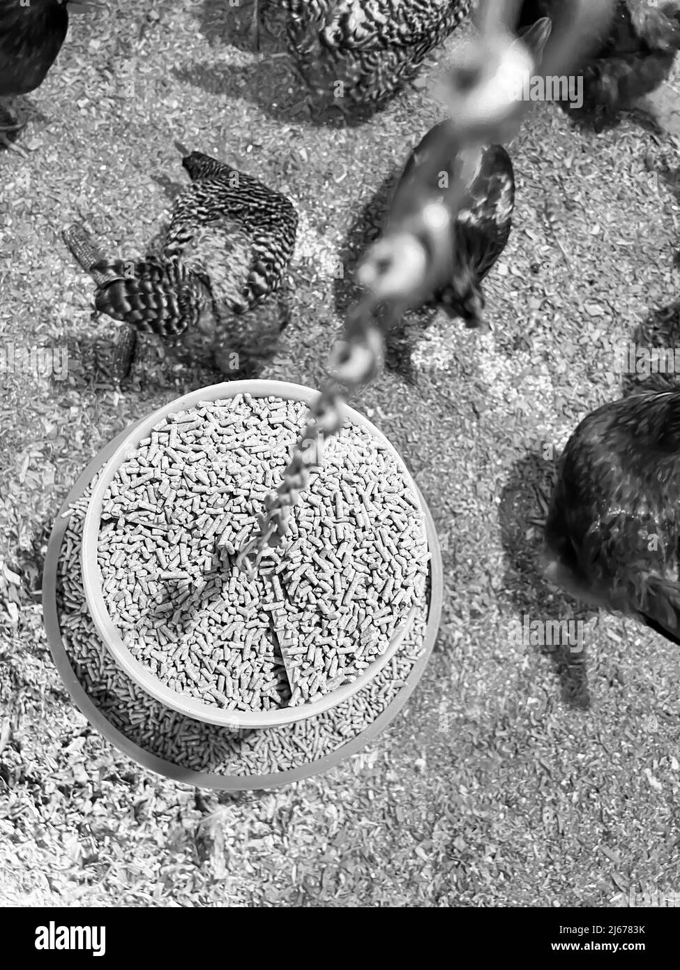 Overhead view of a chicken feeder in a free range coop with birds ...